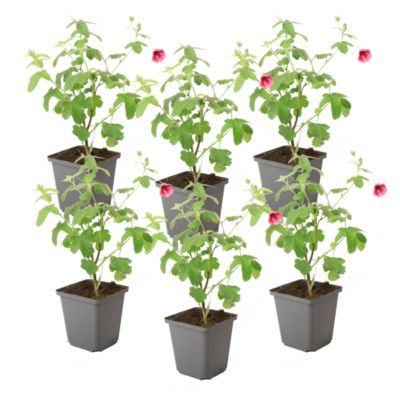 Mauve du Cap - Set de 6 - Anisodontea capensis El Rayo - H25-40cm - Pot ...