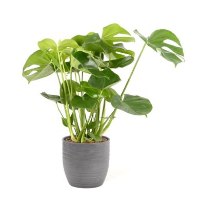 Mostera 21cm avec cache pot rayures grises | Castorama