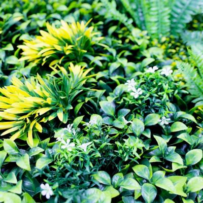 Mur Végétal Artificiel Jungle 1x1m Feuillage Luxuriant Premium MGS