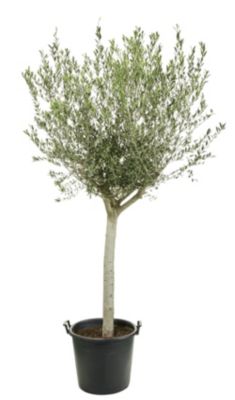 Olivier en pot 70L Olea Europaea ∅30/40cm