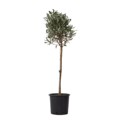 Olivier - Olea europaea - Hauteur 90-100cm - Pot 21cm | Castorama