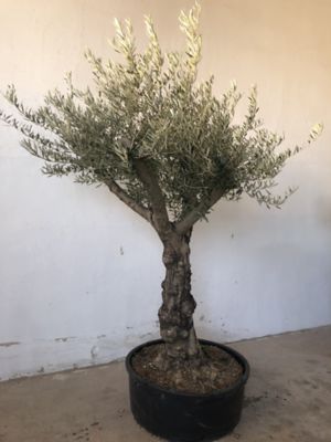 Olivier tronc en pot 150L