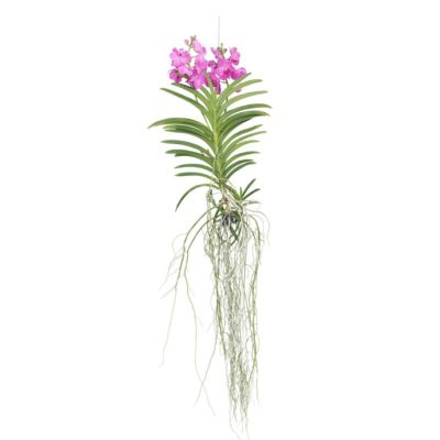 Orchidée - Vanda Pink - Hauteur 45-55cm | Castorama