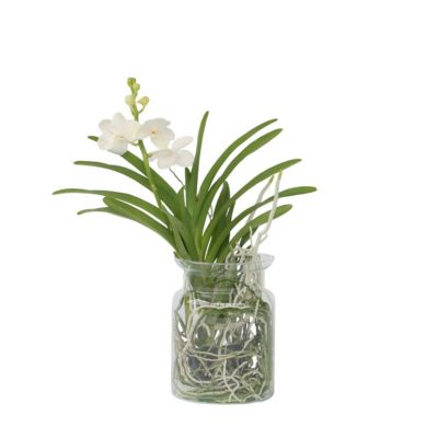 Orchidée - Vanda White - Hauteur 40-50cm - Pot 14cm