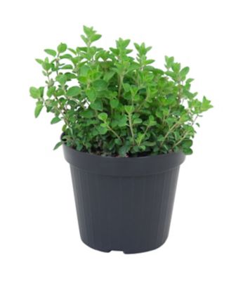 Origan, pot 13 cm | Castorama