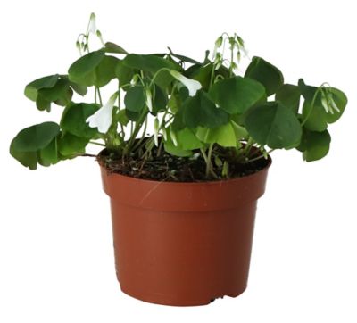 Oxalis triangularis papilionacea