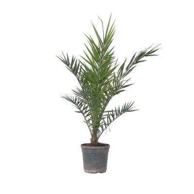 Palmier Dattier nain - Phoenix canariensis - Hauteur 80-100cm - Pot 19cm