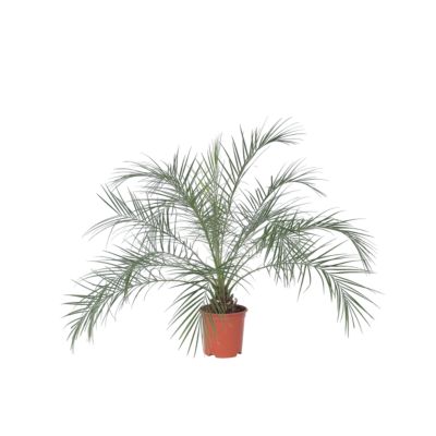 Palmier Dattier nain - Phoenix roebelenii - Hauteur 80-90cm - Pot 21cm