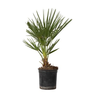 Palmier nain - Chamaerops humilis - Hauteur 50-60cm - Pot 15cm