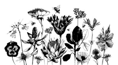 Papier peint panoramique Fleurs des Champs, Blanc 300 x 250cm