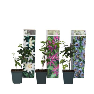 Passiflore - Set de 3 - Passiflora hybridum - Hauteur 25-40cm - Pot 9cm
