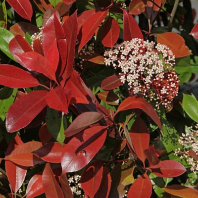 Photinia 24 cm