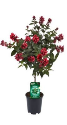 Plante Cestrum Rubrum Tige 19