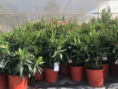 Plante d'extérieur type Laurier rose en pot de 9 L | Castorama