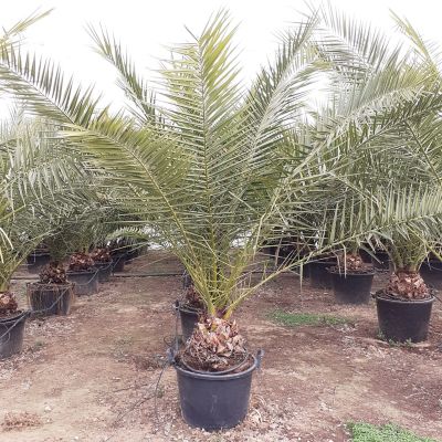Plante d'extérieur type Phoenix canariensis hauteur 160 à 180 cm en pot ...