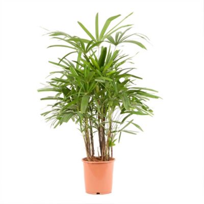 Plante en pot Rhapis Excelsa 24 cm | Castorama
