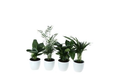 Plante verte 12cm avec pot blanc (x 4) | Castorama