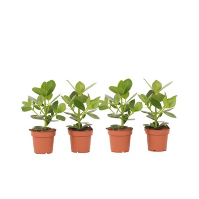Pommier baumier - Set de 4 - Clusia rosea Princess - Hauteur 25-35cm - Pot 12cm | Castorama