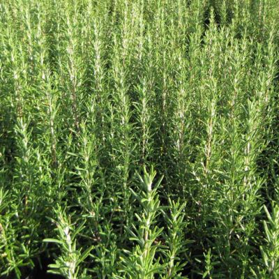 Romarin officinal - Rosmarinus officinalis - 50-60 cm pot