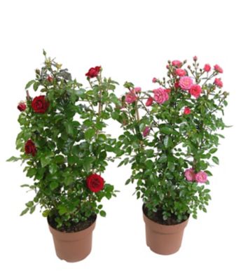 Rosier Grimpant En Pot
