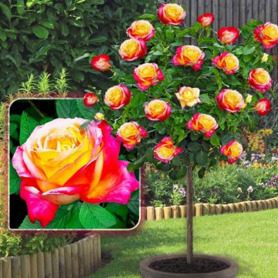 Rosier sur tige Double Delight - 120 cm de hauteur - Pour pots et ...