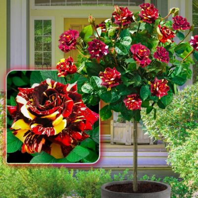 Rosier sur tige Hocus Pokus - 120 cm de hauteur - Pour pots et pleine ...