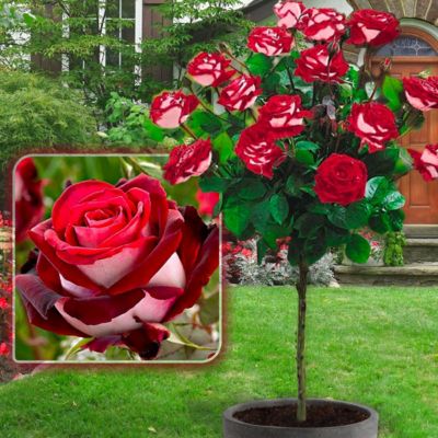 Rosier sur tige Osiria - 120 cm de hauteur - Pour pots et pleine terre ...