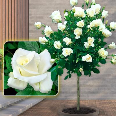 Rosier sur tige Pascali - 120 cm de hauteur - Pour pots et pleine terre ...