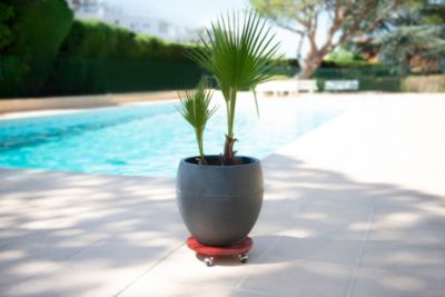 Roule-plantes Bois Rond - Diamètre 300 mm - Rouge - Louis Moulin