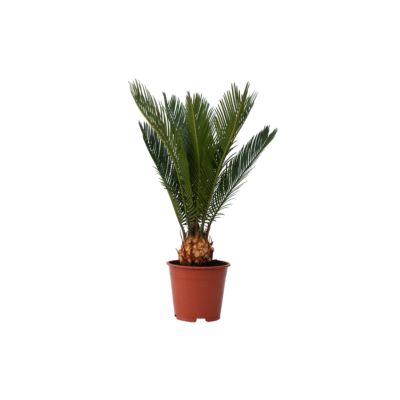 Sagou du Japon - Cycas revoluta - Hauteur 45-60cm - Pot 15cm