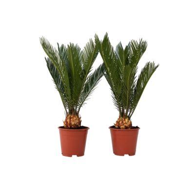 Sagou du Japon - Set de 2 - Cycas revoluta - Hauteur 45-60cm - Pot 15cm