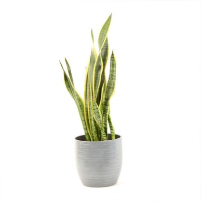 Sanseveria 21cm avec cache pot rayures grises | Castorama