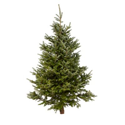Sapin naturel Fraséri coupé grand