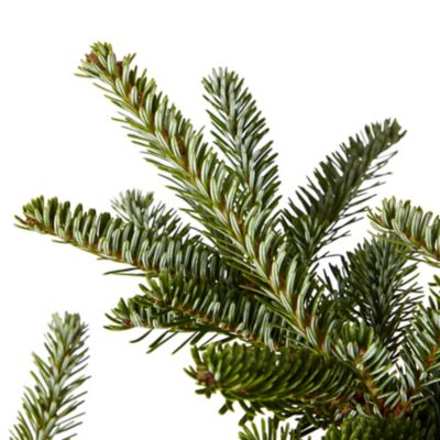Sapin naturel Fraséri coupé grand