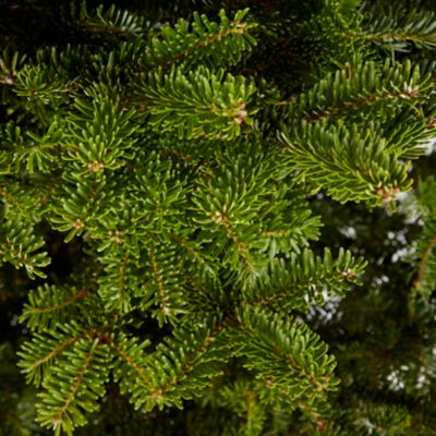 Sapin naturel Fraséri coupé grand