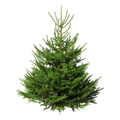 Sapin naturel Fraséri coupé h.100/150 cm vert | Castorama