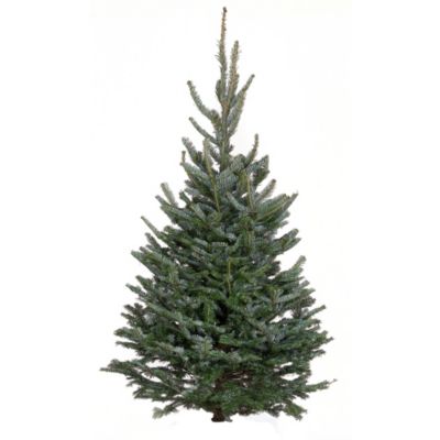 Sapin naturel Fraséri coupé h.100/150 cm | Castorama