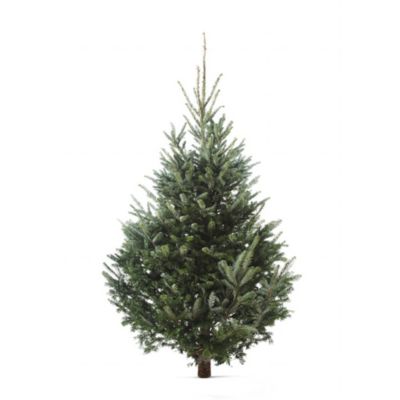 Sapin naturel Fraséri coupé h.150/200 cm | Castorama