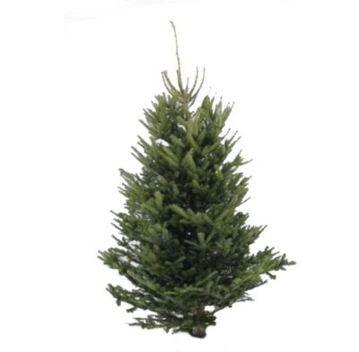 Sapin naturel Fraséri coupé h.200/240 cm