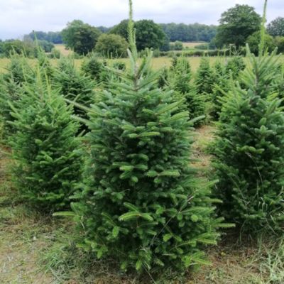 Sapin naturel Fraséri coupé h.200/250 cm