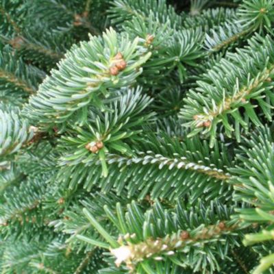 Sapin naturel Fraséri coupé h.200/250 cm