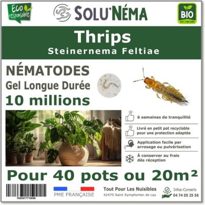 Solunéma - Thrips - Traitement à base de nématodes Steinernema Feltiae ...