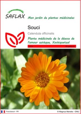 Souci - 50 graines - Calendula - SAFLAX