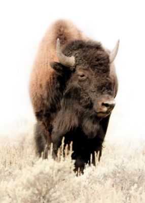 Toile bison marron, naturel Dada Art l.50 x H.70 cm | Castorama