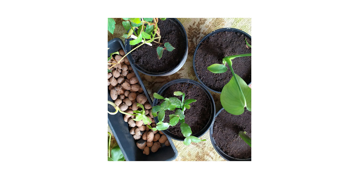 Toutes les techniques pour réussir vos boutures | Entretien du jardin ...