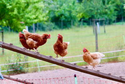 Comment accueillir des poules chez soi | Entretien du jardin | Castorama.fr