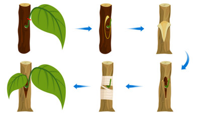 Toutes les techniques pour greffer facilement votre arbre fruitier ...