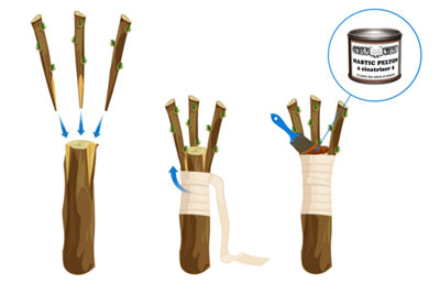 Toutes les techniques pour greffer facilement votre arbre fruitier ...
