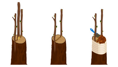 Toutes les techniques pour greffer facilement votre arbre fruitier ...