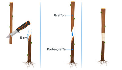 Toutes les techniques pour greffer facilement votre arbre fruitier ...
